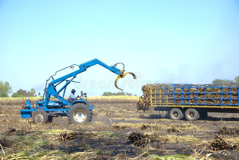 Stacker Cane for Farmer in Thailand Stock Image - Image of commercial ...