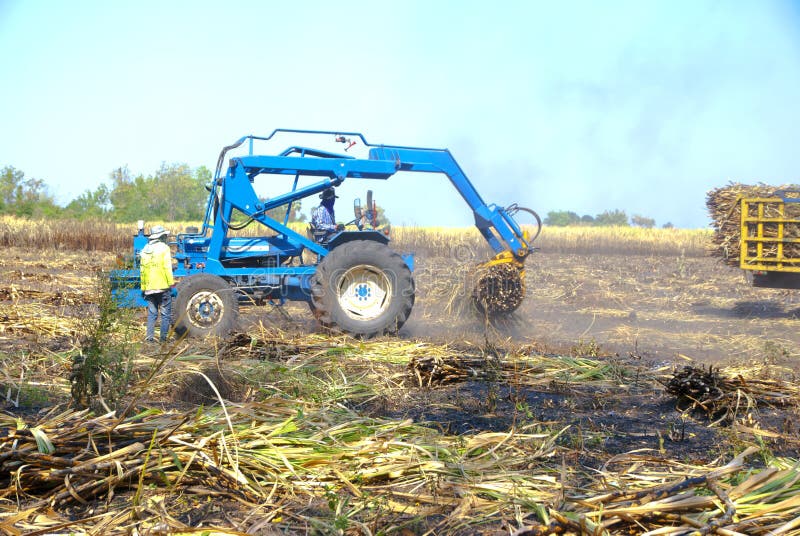 Stacker Cane for Farmer in Thailand Editorial Stock Image - Image of ...