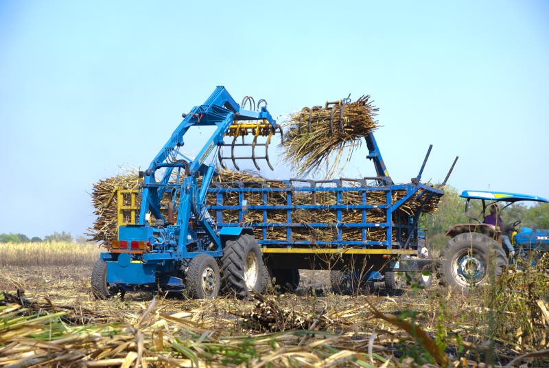 Stacker Cane for Farmer in Thailand Stock Image - Image of grass ...