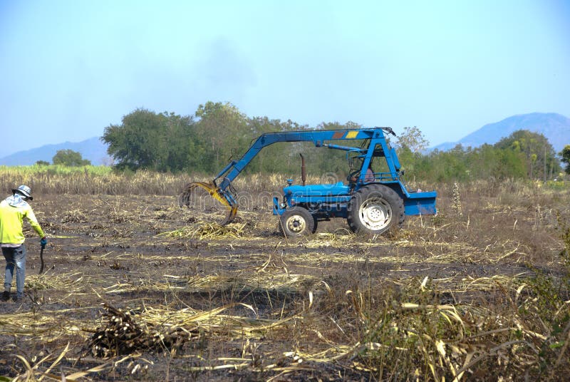 Stacker Cane for Farmer in Thailand Editorial Photography - Image of ...