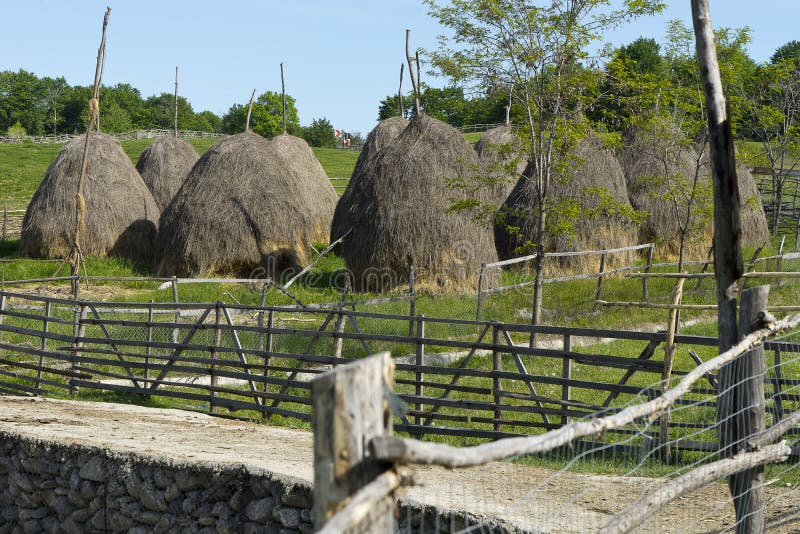 Stacking hay in a ranch stock photo. Image of agriculture - 71184354