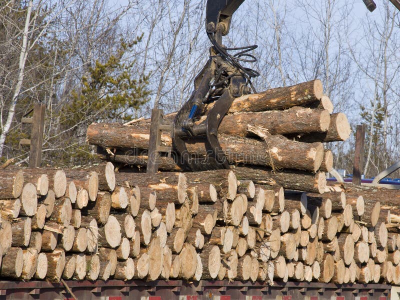 Stacking Logs Picture. Image: 29038668