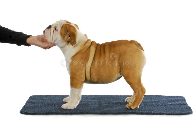 Stacking puppy stock image. Image of attentive, portrait - 23237747