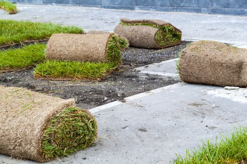Stacking of Roll Green Lawn Grass. Laying Lawn Grass in Rolls at Place ...