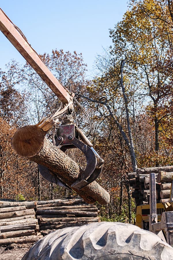 Stacking Tree Logs at a Sawmill Stock Photo - Image of forest, pile ...