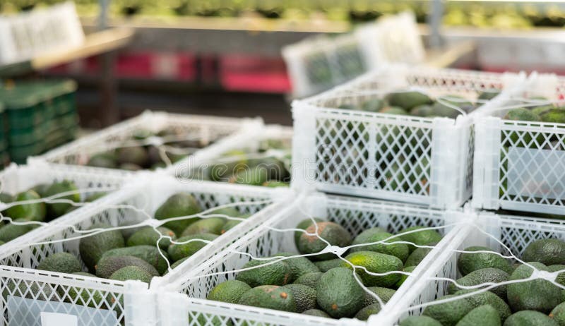 Stacks of Boxes with Selected Ripe Hass Avocados in Fruit Warehouse ...