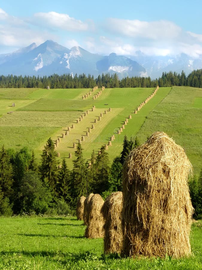 Stacks of the Chamfered Hay Early Morning in the Polish Mountain Stock ...