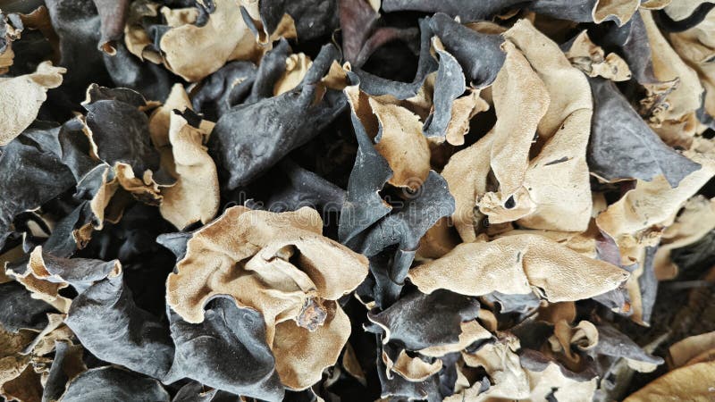 Stacks of the Chinese Edible Dried Fungus Stock Image - Image of phylum ...