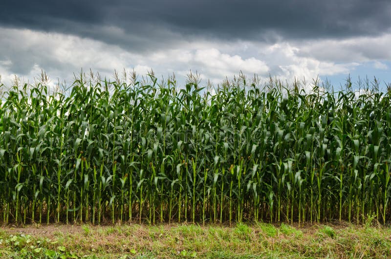 Stacks Of Corn Lined Up For Drying Stock Photo - Image of grain ...