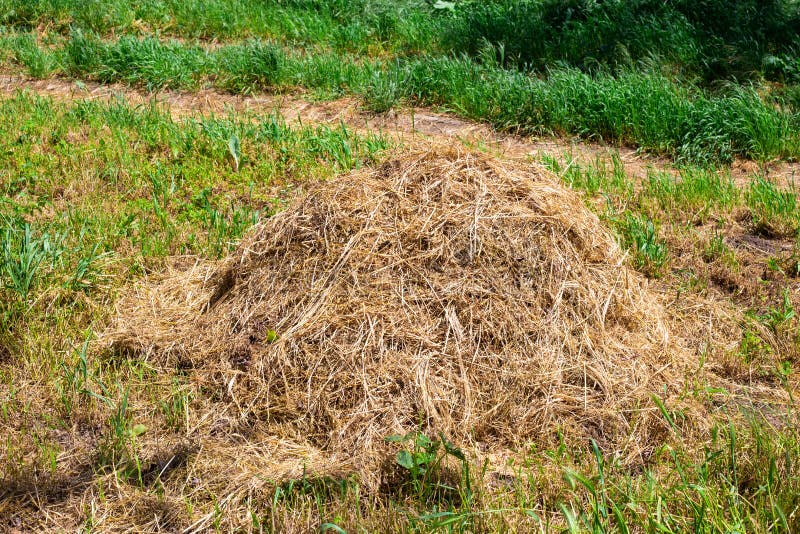 Stacks of Dried Hay in the Meadow. Mowing Grass in Summer Stock Image ...