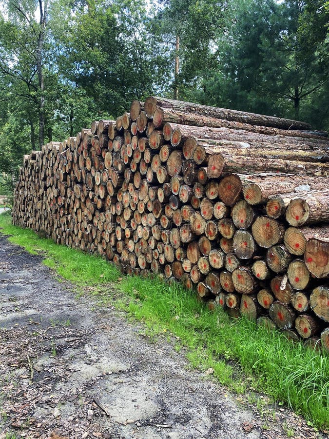 Stacks of Felled Pine Tree Trunks in a German Forest. Logging Stock ...