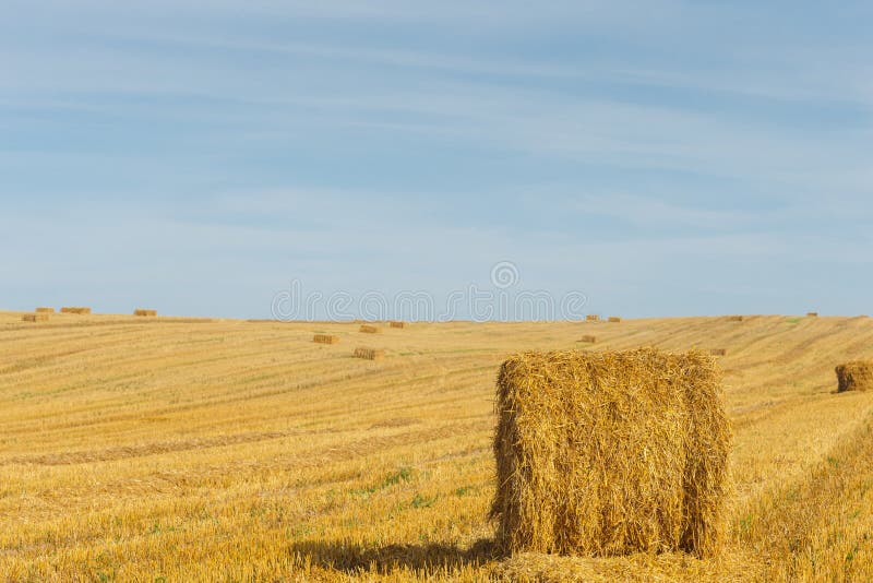 The Stacks on the Field with Straw and Sheaves Stock Photo - Image of ...