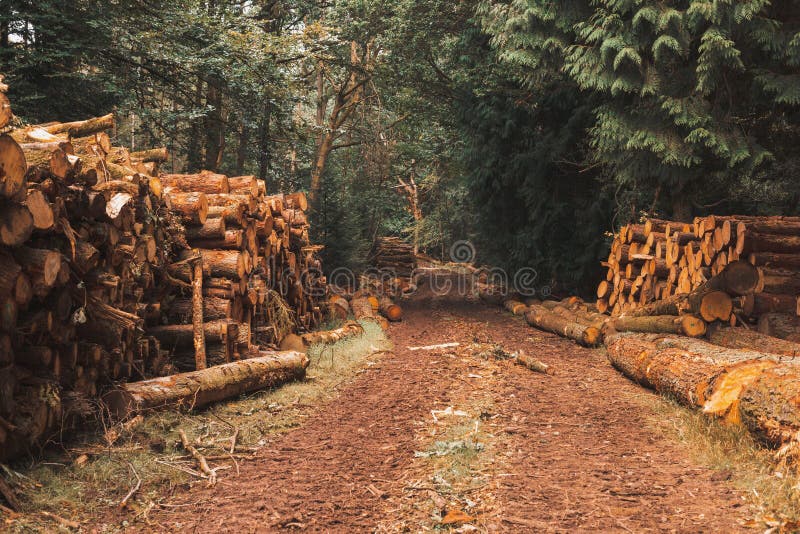 Stacks of Freshly Cut Tree Logs in a Green Forest Stock Photo - Image ...