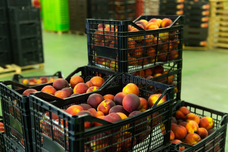 Stacks of Fruit Boxes with Fresh Ripe Mandarin Oranges in Storage ...