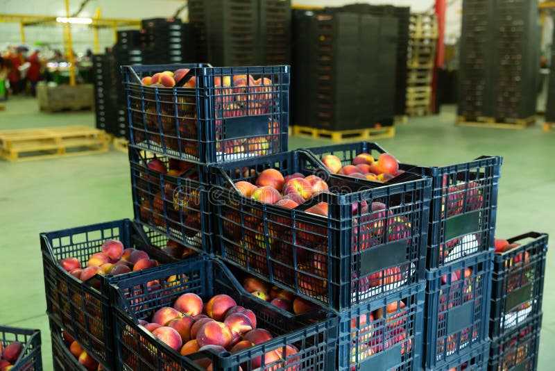 Stacks of Fruit Boxes with Fresh Ripe Mandarin Oranges in Storage ...