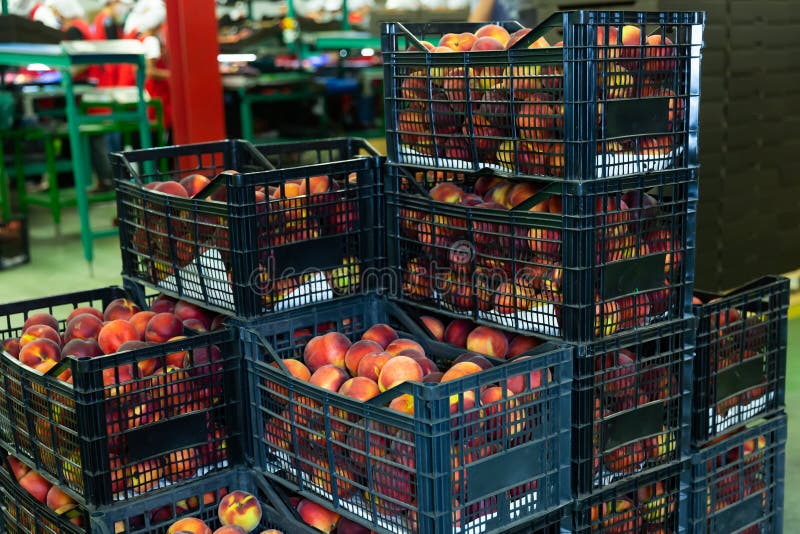 Stacks of Fruit Boxes with Fresh Peaches in Storage Warehouse Stock ...