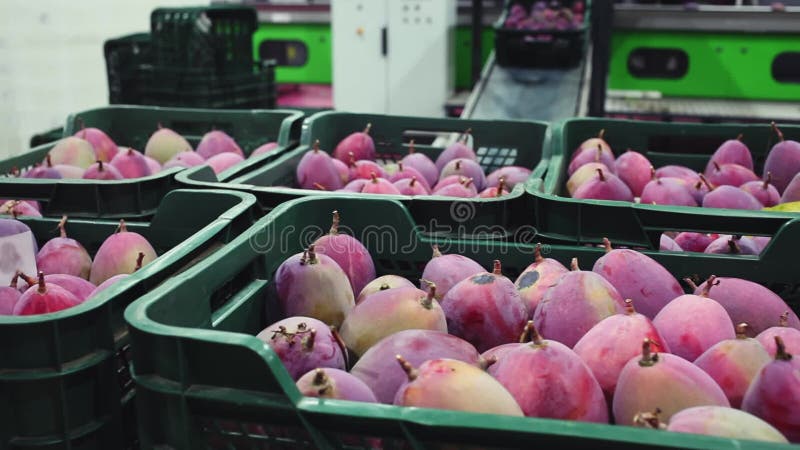 Stacks of Fruit Boxes with Ripe Mango Fruits in Packing House Stock ...