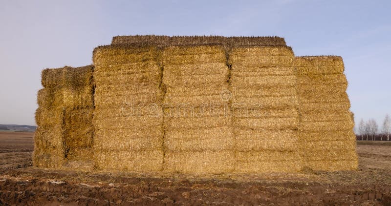 Stacks of Golden Straw Stored in the Field for Winter Stock Video ...