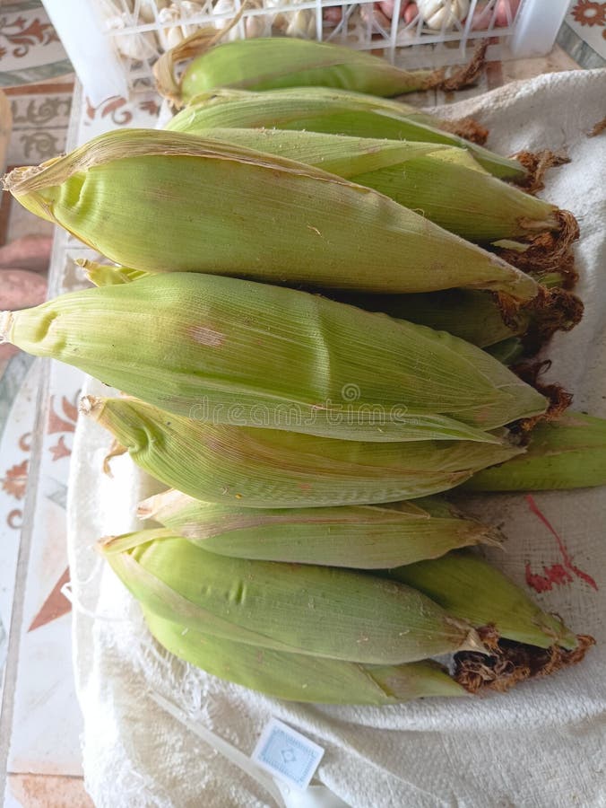 Stacks of Green and Yellow Corn for Sale Stock Photo - Image of herb ...
