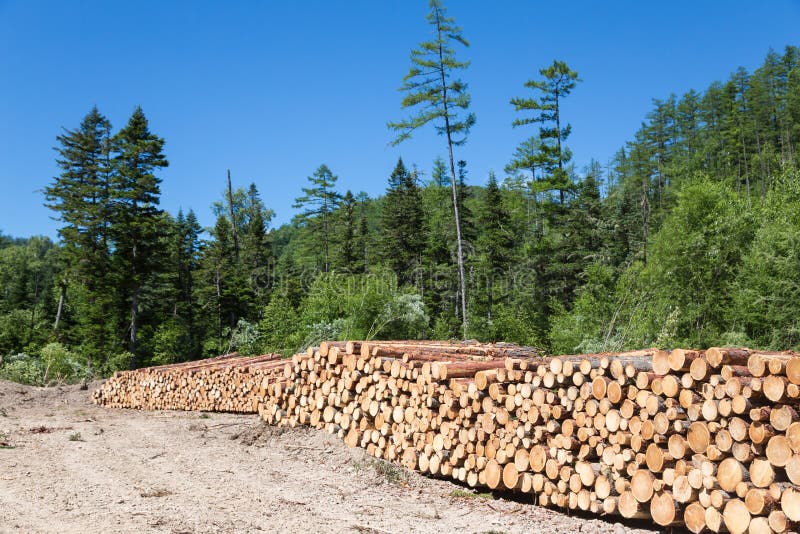 Cut Raw Timber Wood Logs stock photo. Image of materials - 22801422