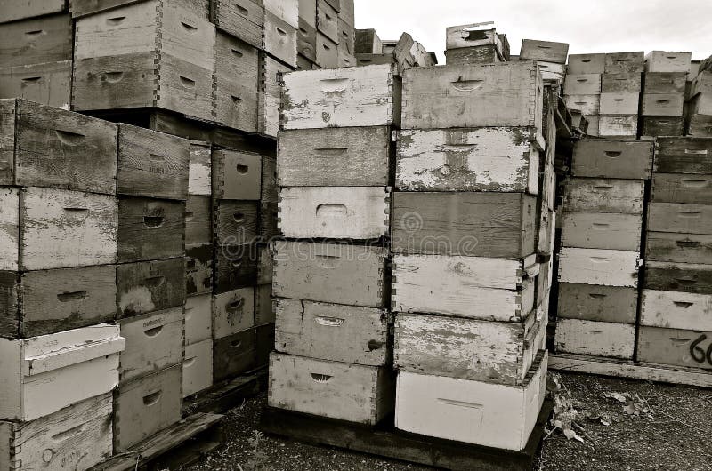 Stacks of Old Bee Hive Boxes Stock Photo - Image of clover, pollination ...