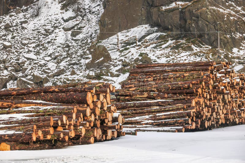 Stacks of Piled Fir Tree Logs at the Base of a Mountain. Stock Photo ...
