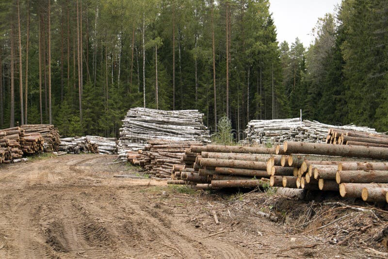 Stacks of Pine Logs Against Pine Forest Stock Photo - Image of ...