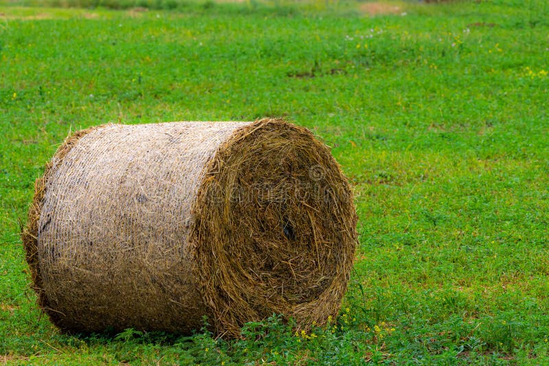 Stacks Roll of Hay or Straw a Green Field Stock Photo - Image of ...