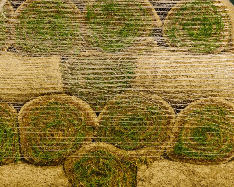 Stacks of Sod Rolls for New Lawn Stock Photo - Image of turf ...
