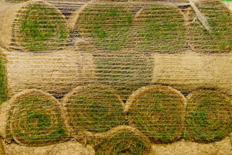 Stacks of Sod Rolls for New Lawn Stock Image - Image of roll, rolls ...