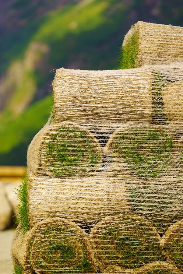 Stacks of Sod Rolls for New Lawn Stock Photo - Image of business, grass ...