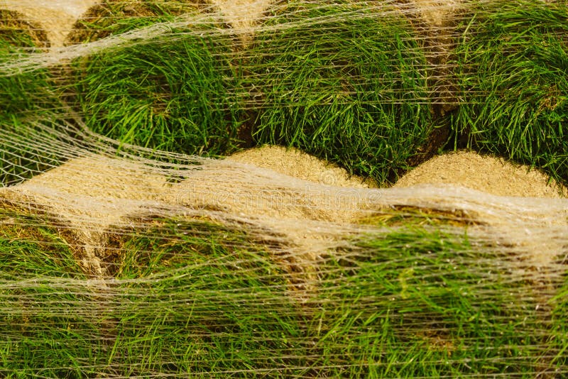 Stacks of Sod Rolls for New Lawn Stock Image - Image of garden, outdoor ...