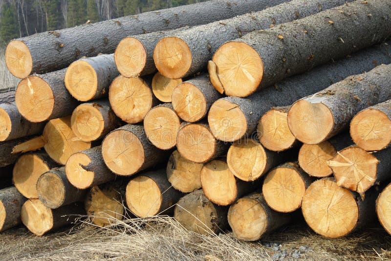 Stacks of spruce logs stock image. Image of timber, tree - 22286673