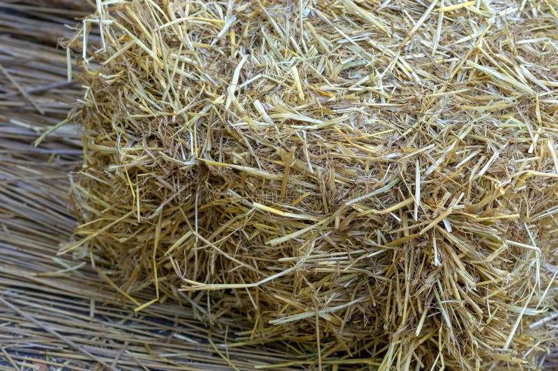 Stacks of Straw. Alternative Fuel Source Stock Photo - Image of nature ...