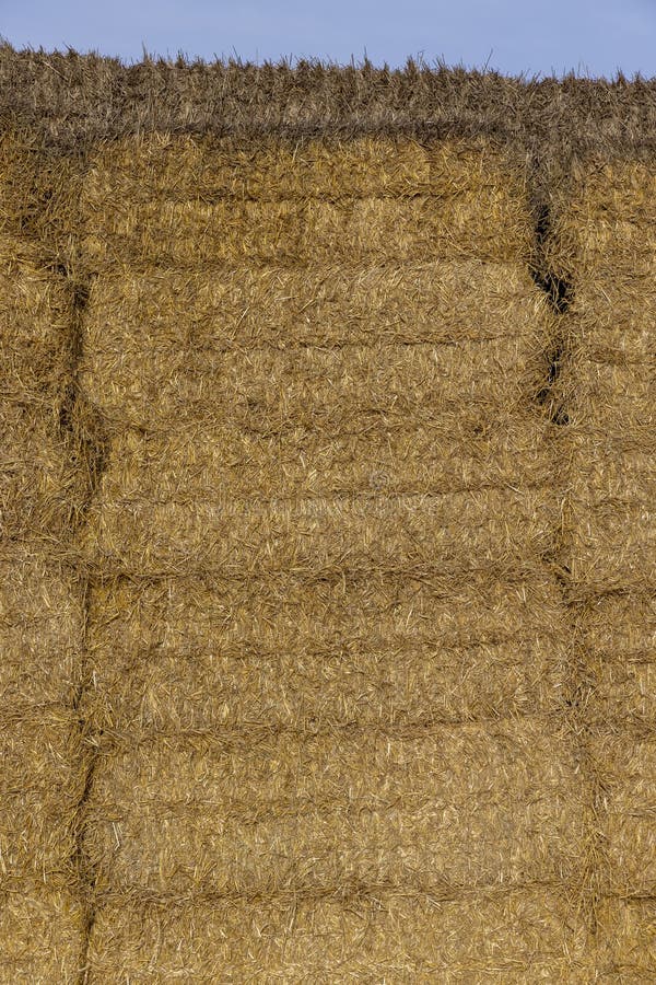 Stacks of Straw in the Field in the Winter Season Stock Image - Image ...