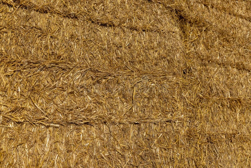 Stacks of Straw in the Field in the Winter Season Stock Photo - Image ...