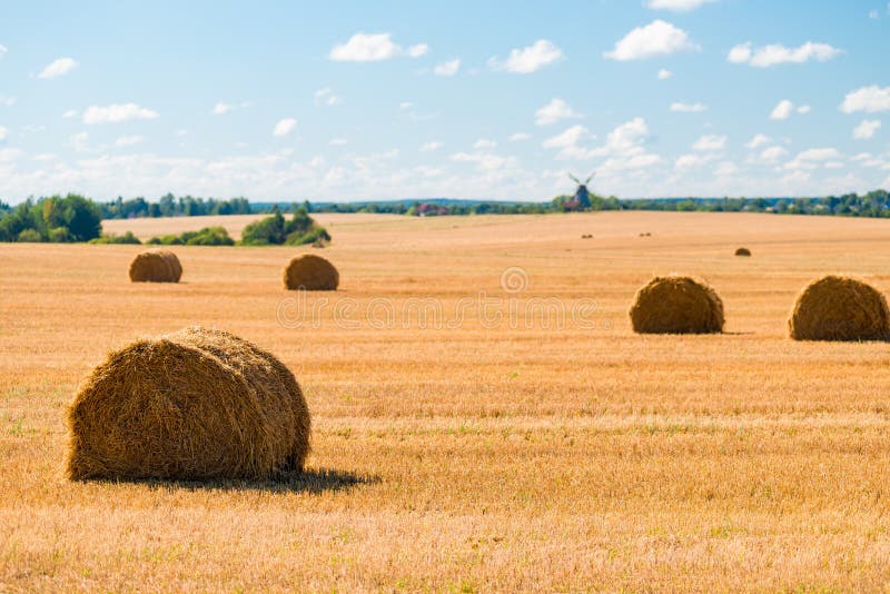 Stacks of Straw in a Yellow Field Stock Photo - Image of reap, rick ...