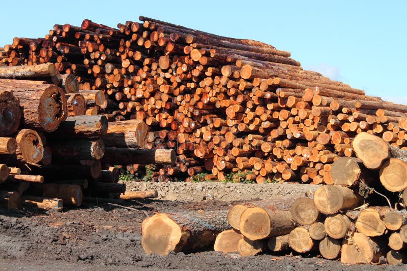 Stacks of Timber stock image. Image of shape, pale, pattern - 20778757