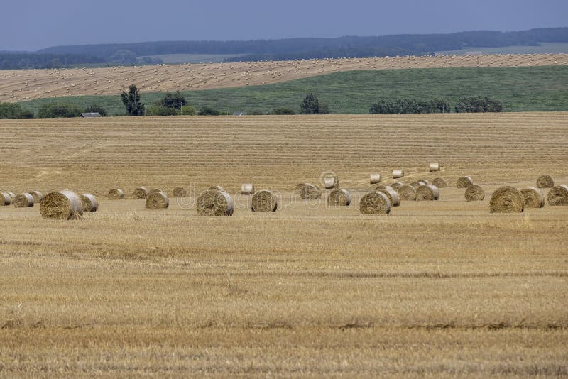 Stacks of Wheat Straw in the Field after Harvest Stock Photo - Image of ...