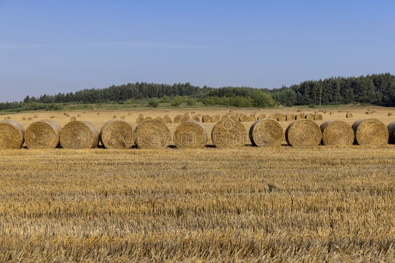 Stacks of Wheat Straw in the Field after Harvest Stock Image - Image of ...