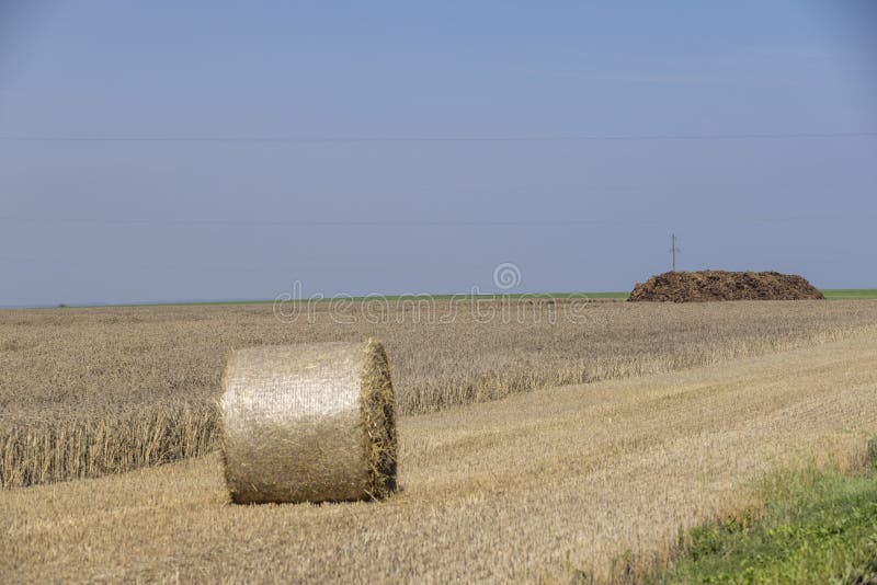Stacks of Wheat Straw in the Field after Harvest Stock Photo - Image of ...