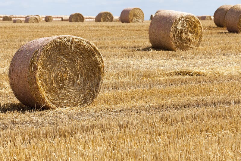 Stacks of Wheat Straw Were Left after the Wheat Harvest Stock Photo ...