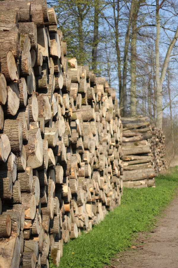 Stacks of Wood for the Next Winter Stock Photo - Image of outside, blue ...