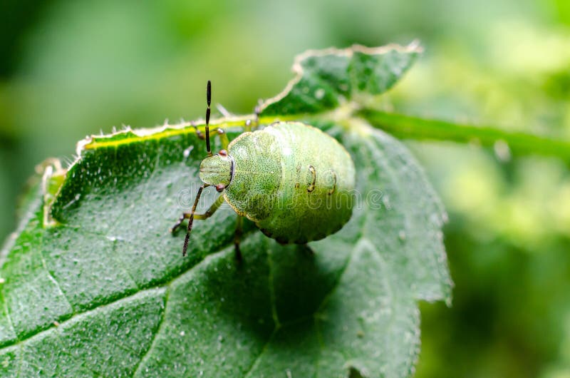 Stade De La Bestiole De Bouclier Vert Nymphe Palomena Prasina Photo ...