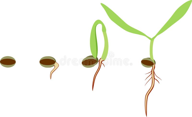 Keimung Stock Illustrationen, Vektoren, & Kliparts - 3,980 Stock ...