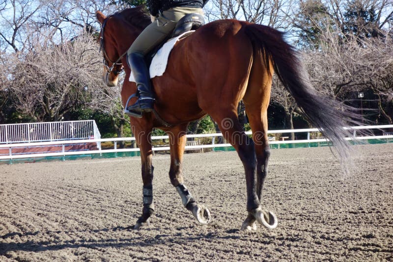 Horse Riding Training and Practice Editorial Image - Image of mammal ...