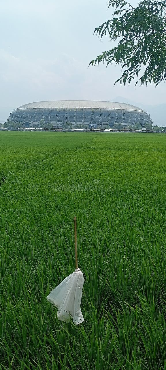 Stadium in the Middle of Rice Fields Stock Photo - Image of middle ...