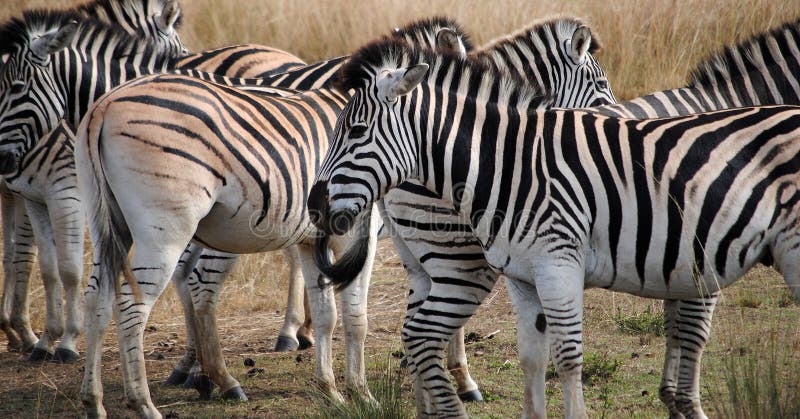 Stado afrykańskie zebry obraz stock. Obraz złożonej z koń - 15038165