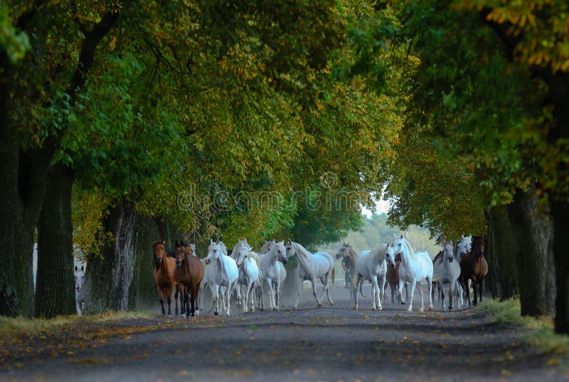 Stado Arabscy Konie Na Jesieni Wioski Drodze Obraz Stock - Obraz ...