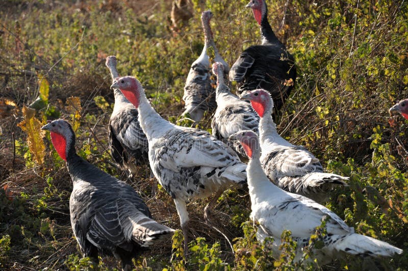 Stado indyki w ogródzie zdjęcie stock. Obraz złożonej z agrobiznes ...
